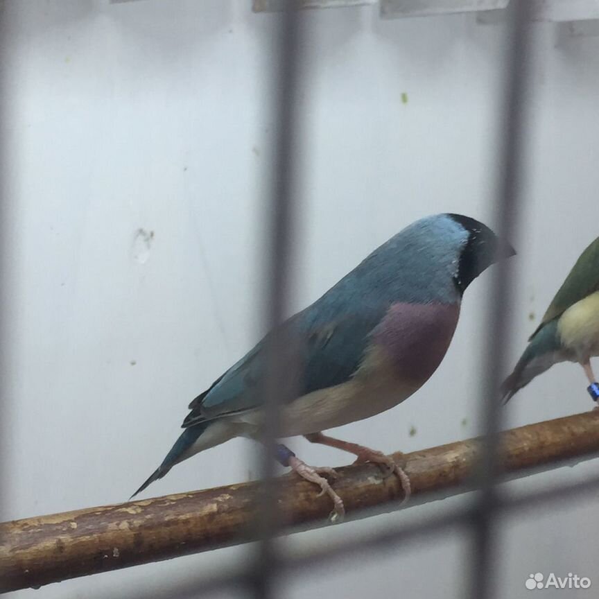 Амадины Гульда(самки)