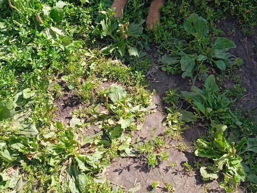 Щенки немецкой овчарки чистокровные