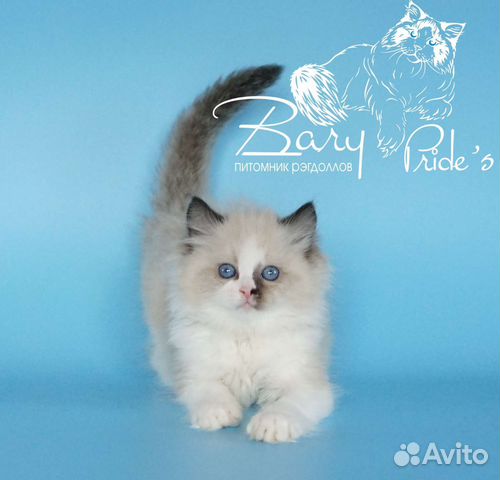 Котенок Рэгдолл. Девочка Тутси