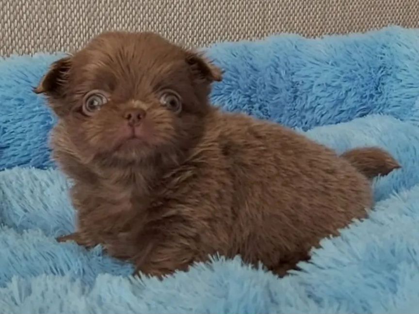 Супер курносики малыши