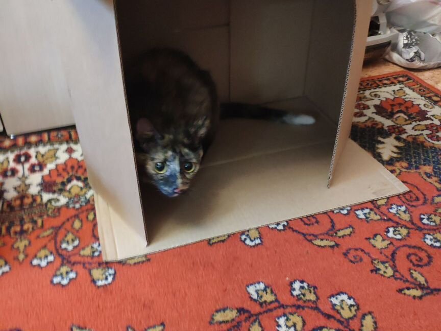 Кошка в дар