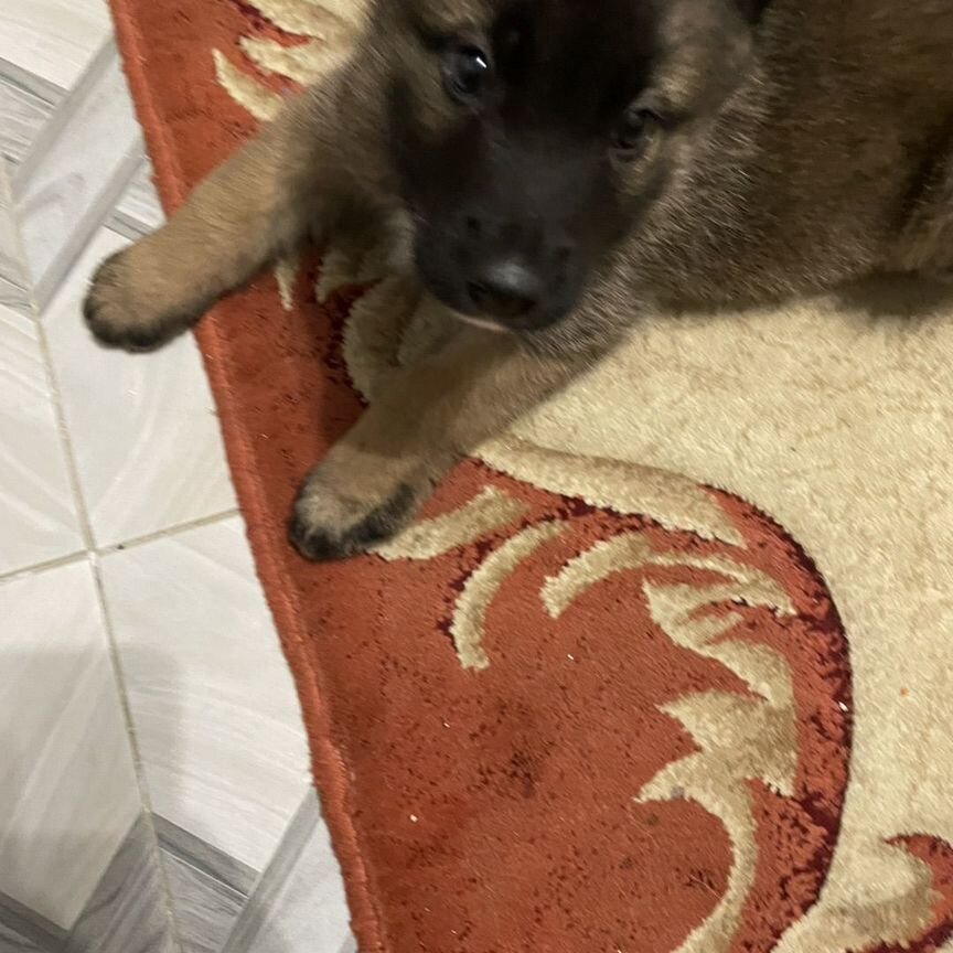 Щенок от бельгийской овчарки