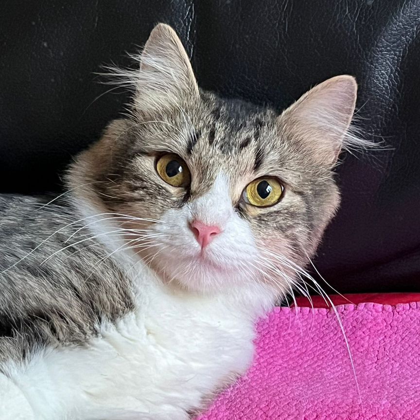 Кошка