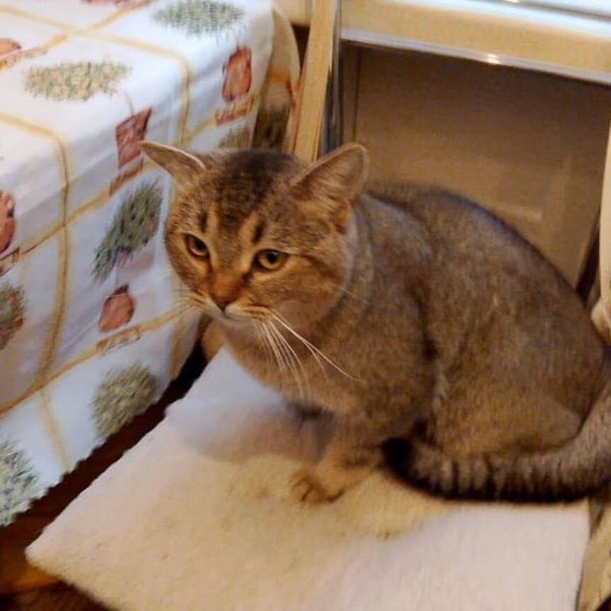 Котик