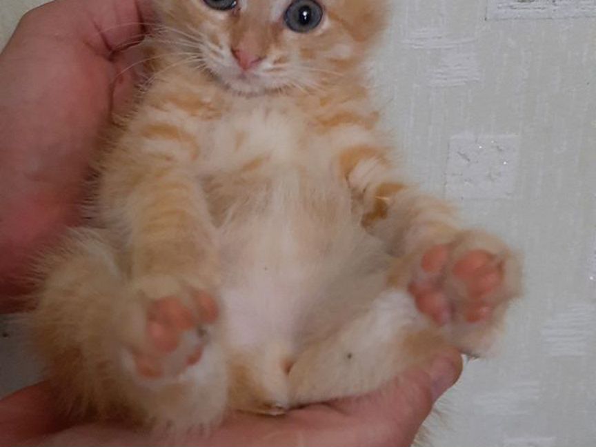 Маленький мальчуган в добрые руки