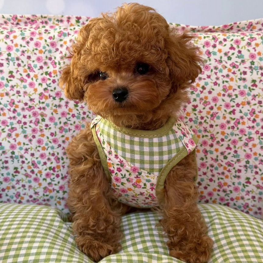 Той-пудель, щенок