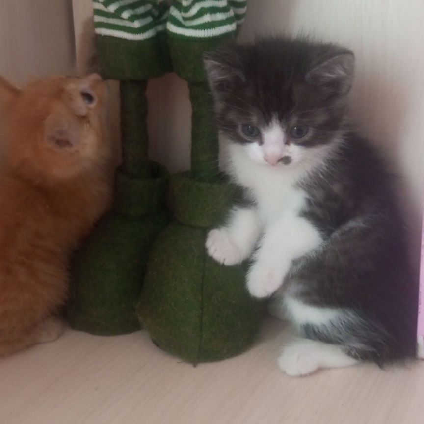 Котята бобтейл