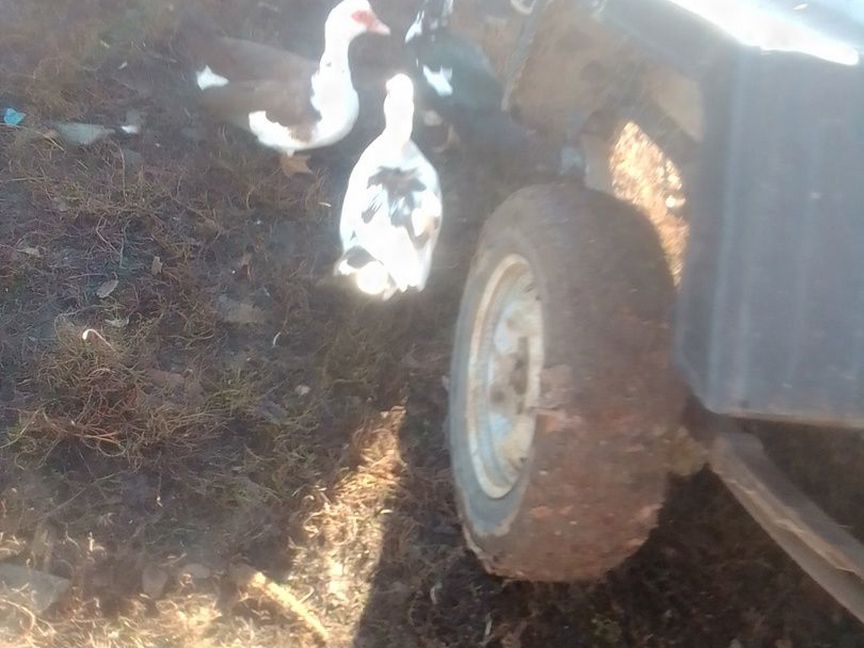 Утки шипуны