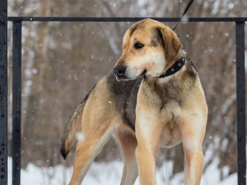 Собака Лола в добрые руки