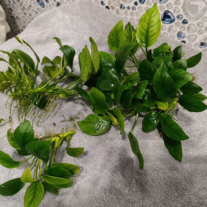 Анубиас бесплатно