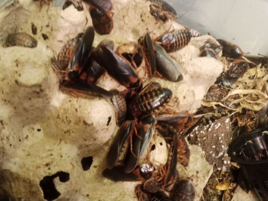 Кормовые тараканы