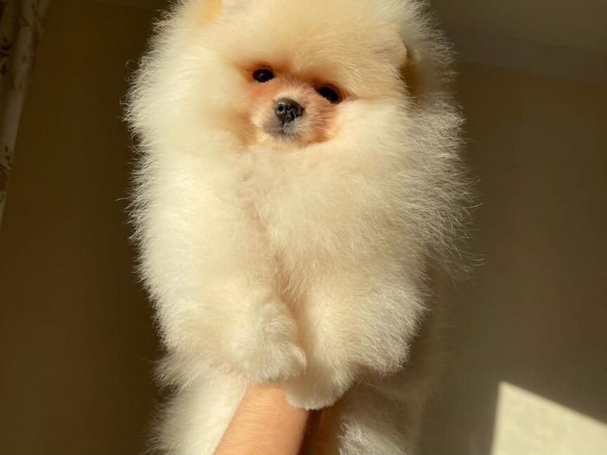 Шпиц мини пом