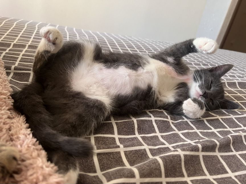 Крохотный котенок 2 мес, девочка