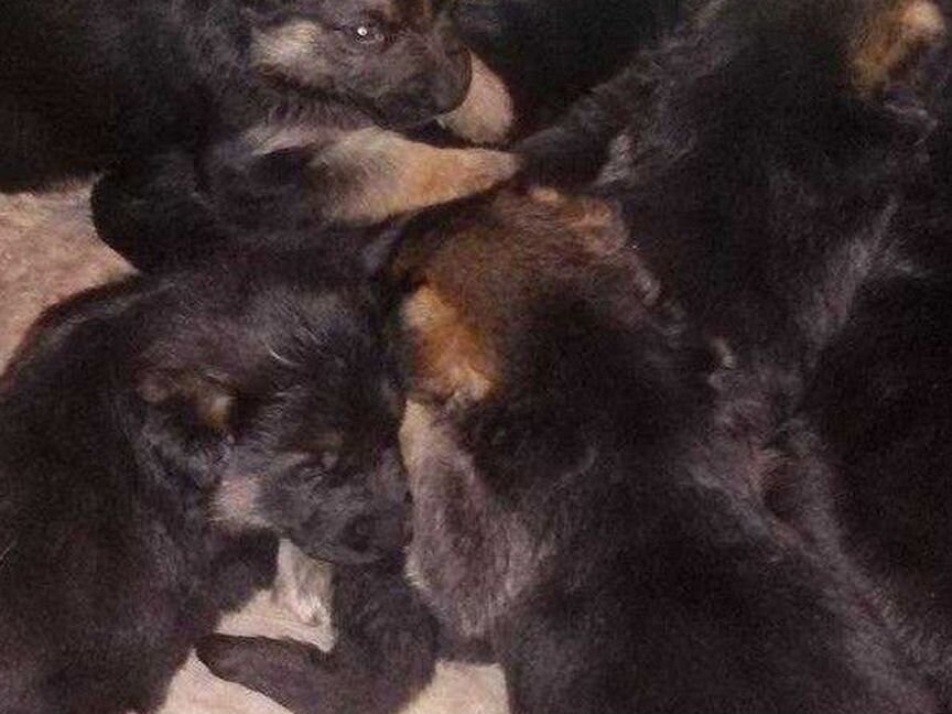 Чистокровные немцы щенки