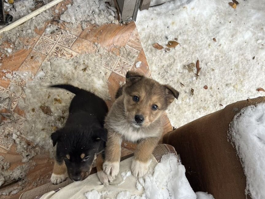 Щенок в добрые руки