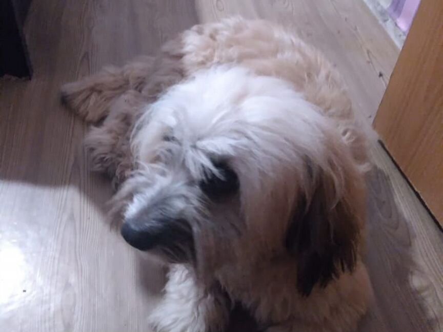 Собака в добрые руки отдам бесплатно