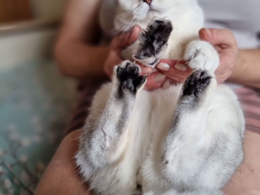 Шотландская вислоухая кошка