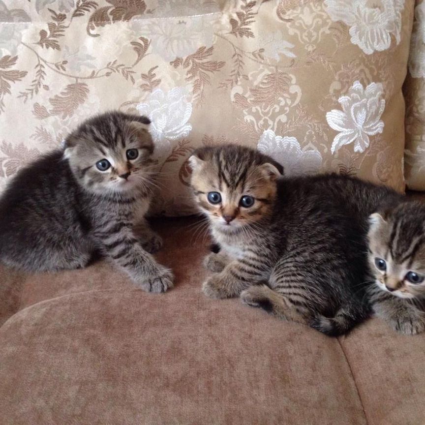 Шотландские котодетки