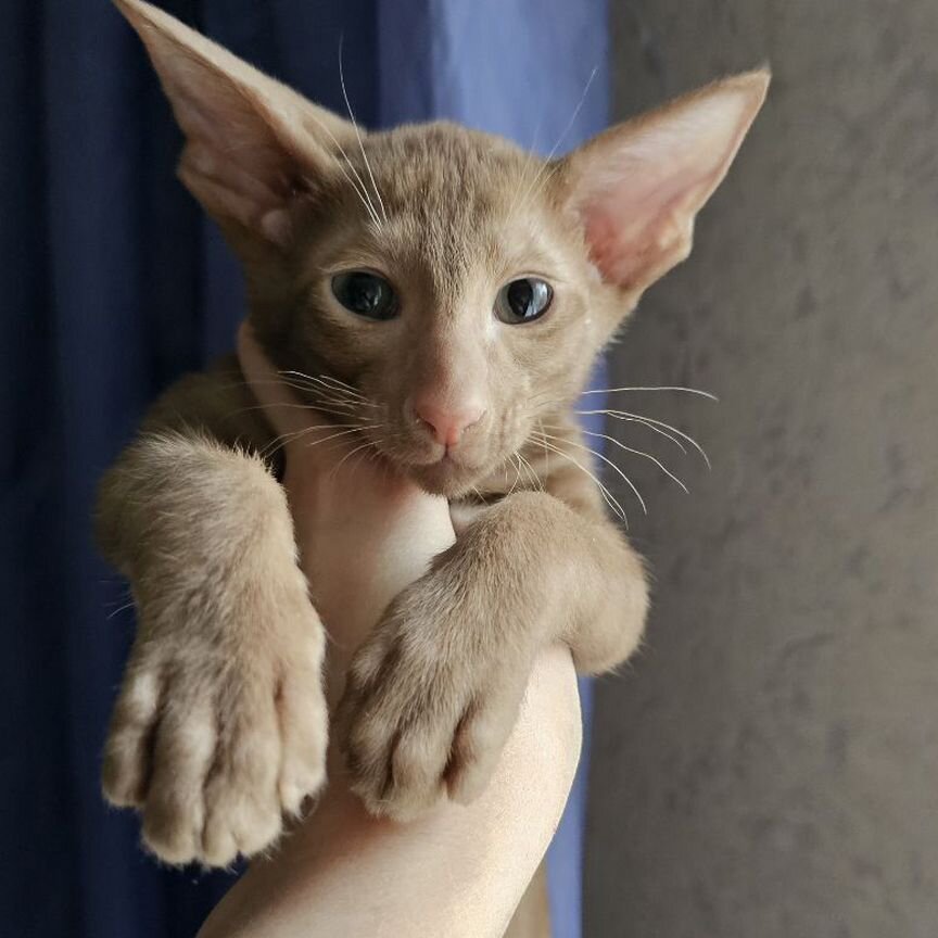 Ориентальный зайчик мальчик циннамон