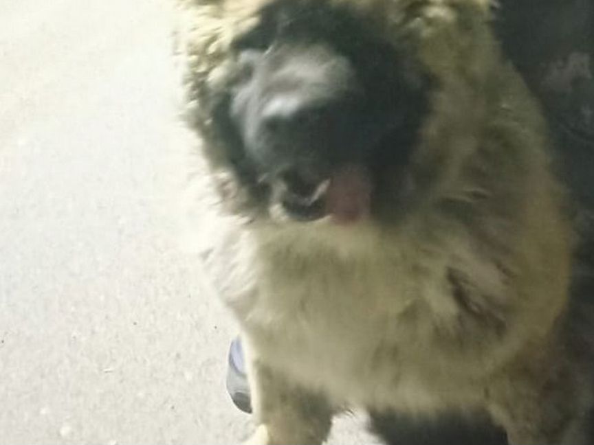 Вязка кавказская овчарка