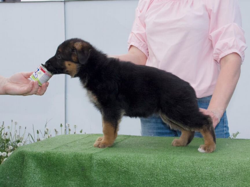 Немецкая овчарка