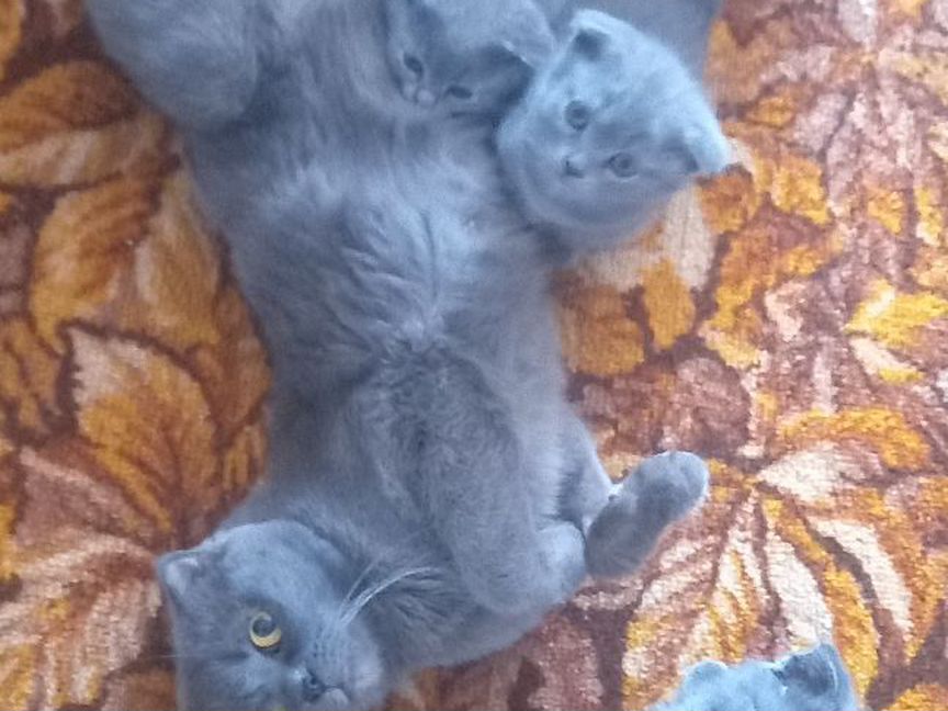 Шотландские котята