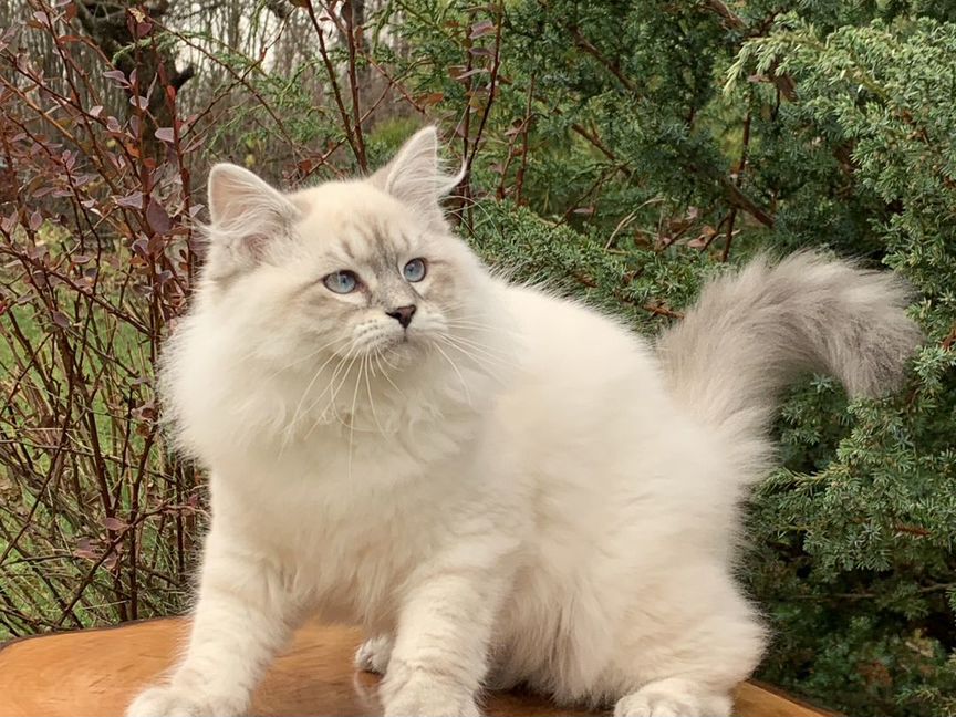 Серебристый невачок