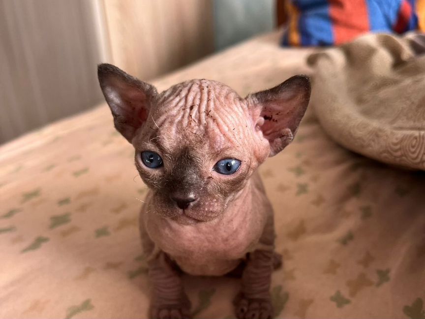 Канадский сфинкс