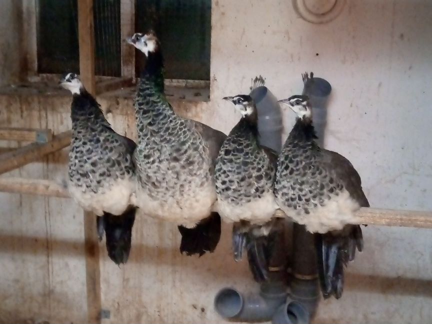 Продаются павлинята