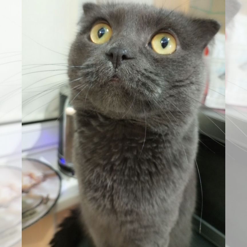 Британский короткошёрстный кот, взрослый