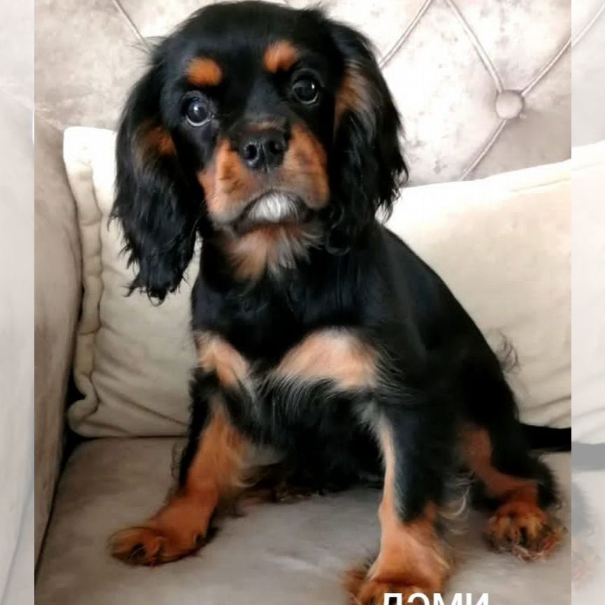 Кавалер кинг-чарльз-спаниель, щенок