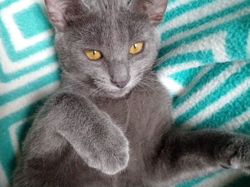 Котёнок в добрые руки