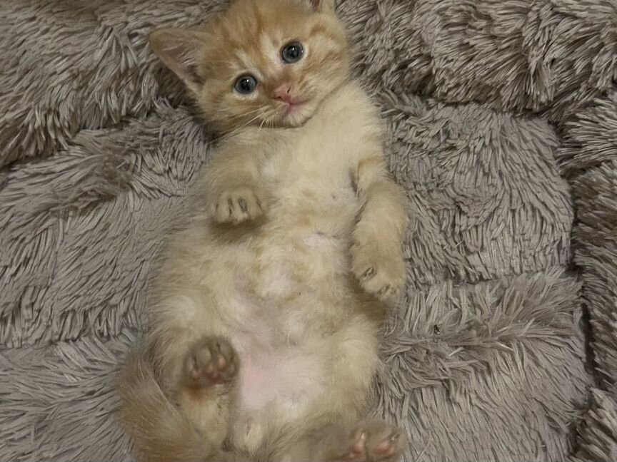 Котенок рыжик