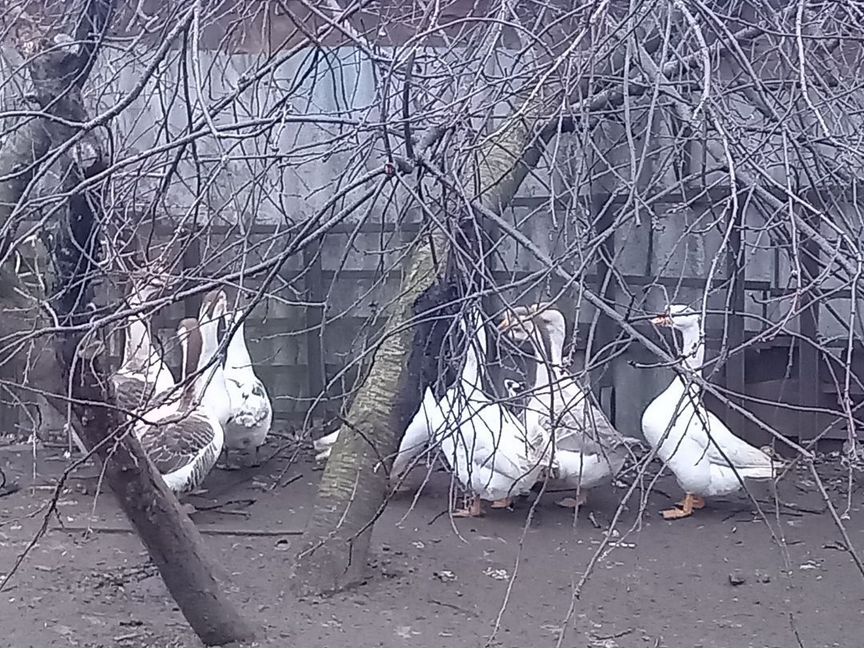Гуси