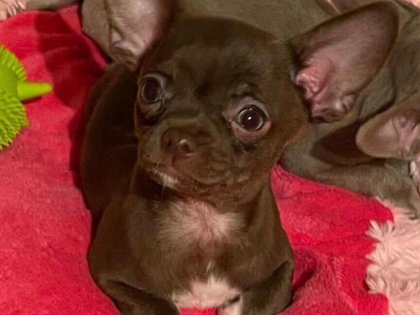 Щенки чихуахуа