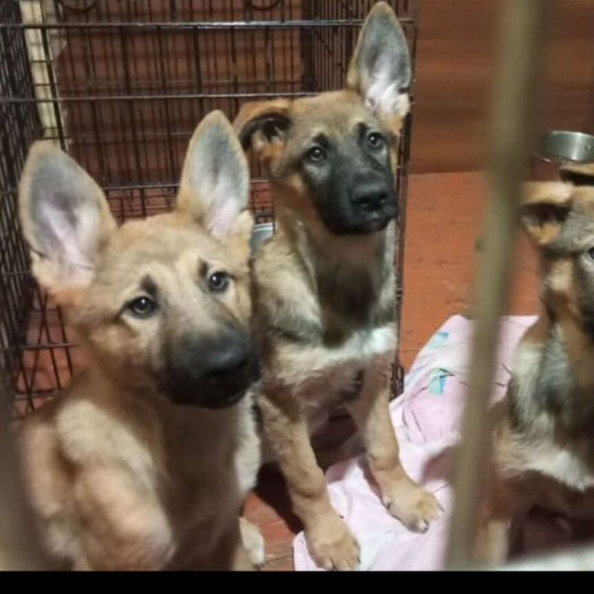 Мальчик и две девочки щенульки 3 месяца