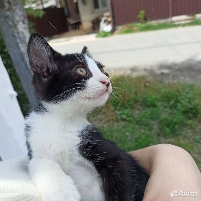 Спасите котенка от смерти, живёт у дороги