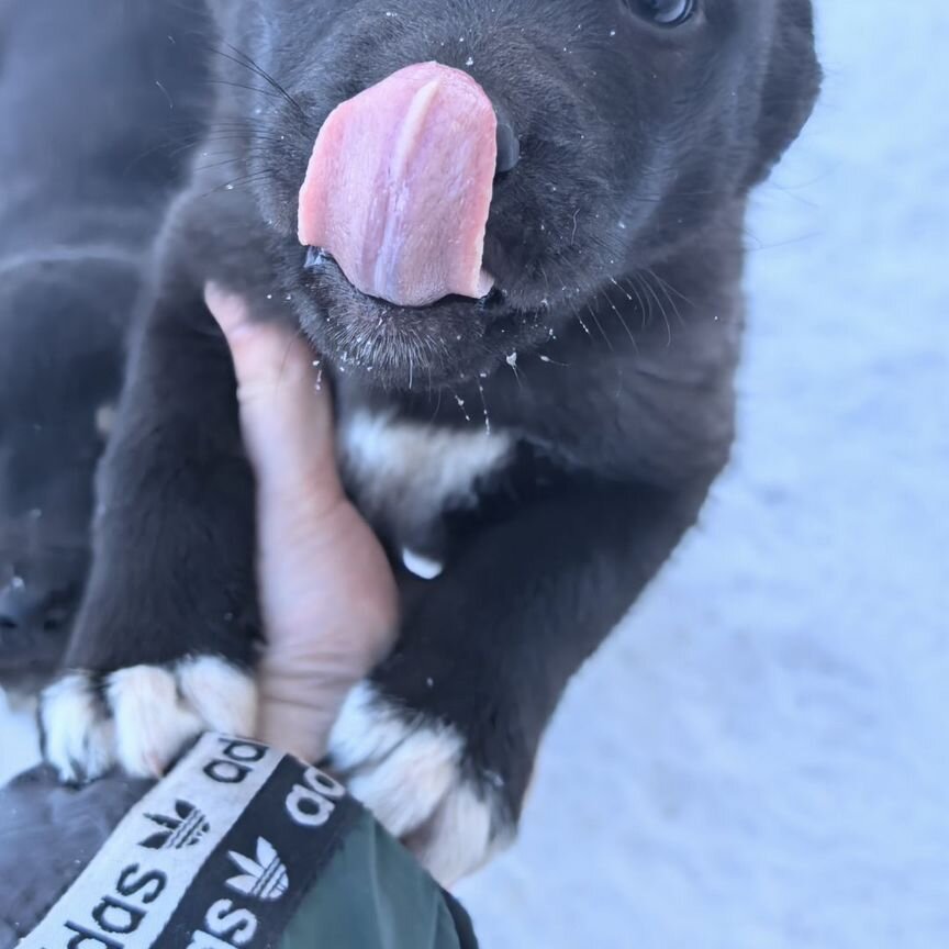 Лайка-смесь с немецкой овчаркой