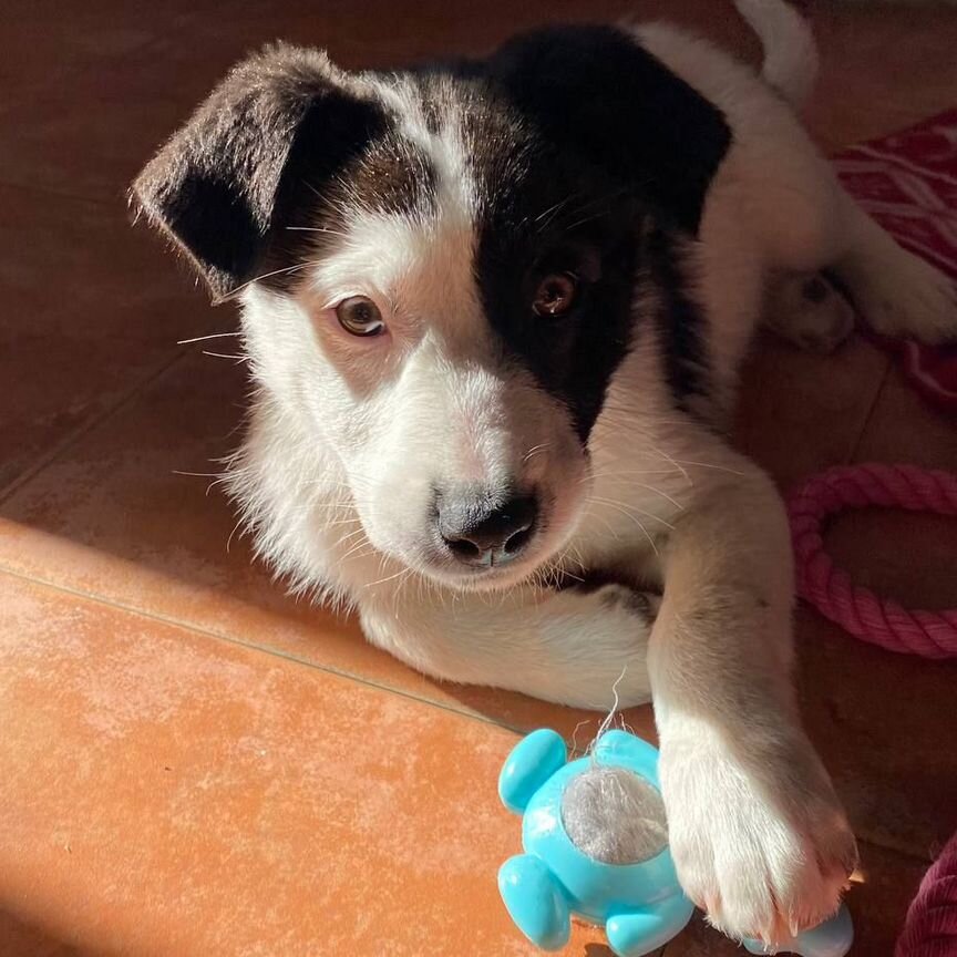 Щенок в добрые руки