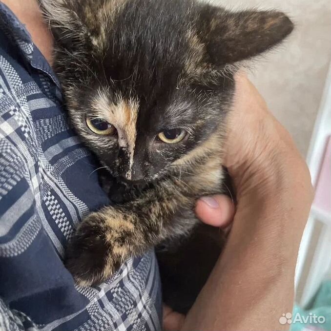 Пестрая кошечка