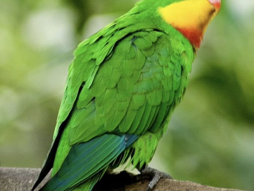 Попугай барабандовый