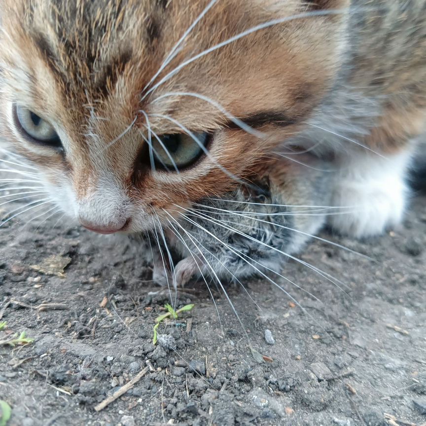 Котята