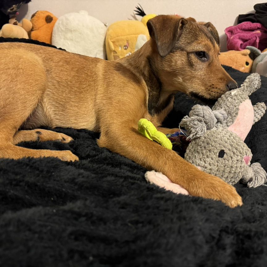 Щенок 5 месяцев