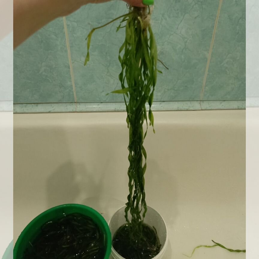 Аквариумное растение