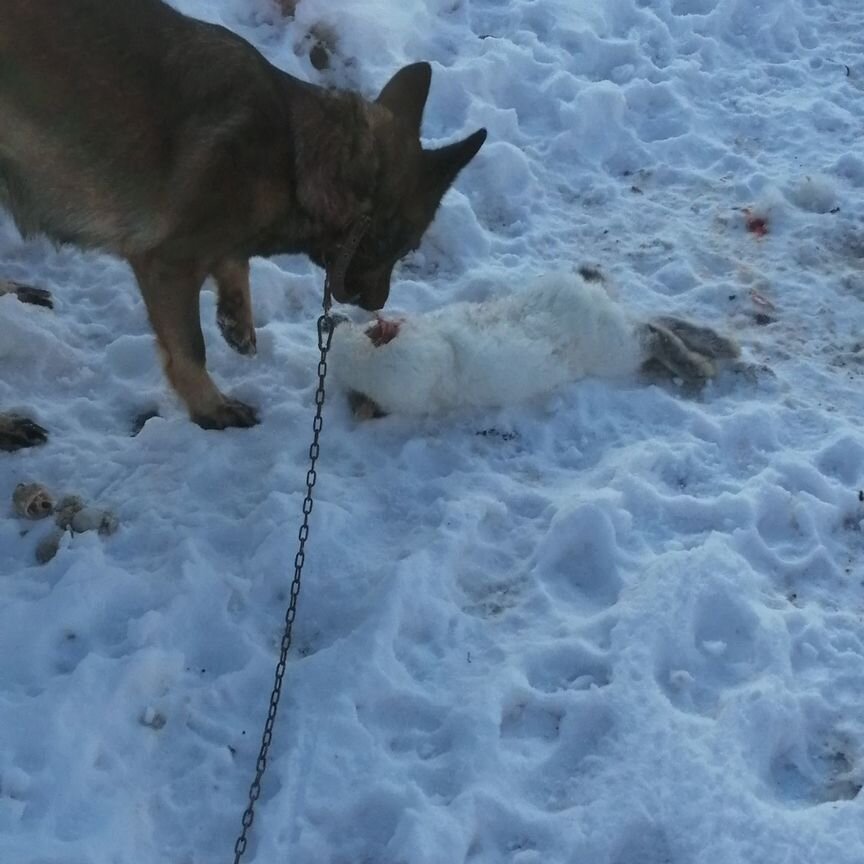 Отдам в добрые руки щенков от сторожевой собаки