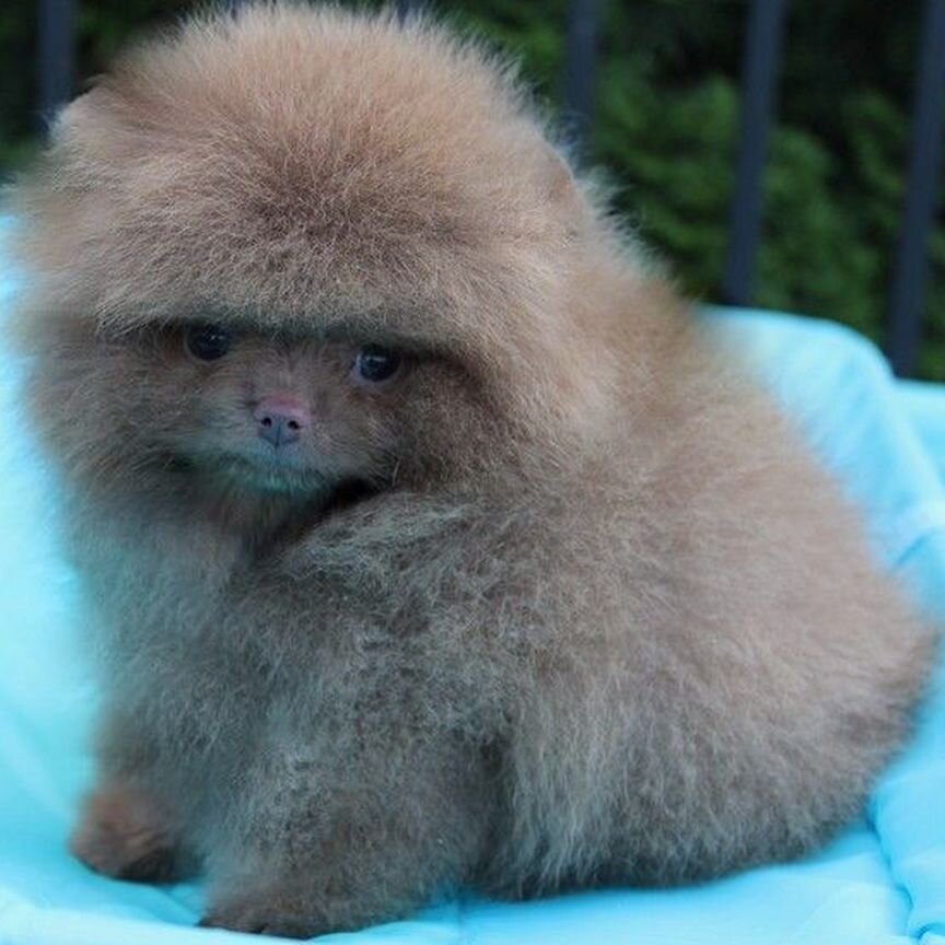 Померанский шпиц,лиловые кукольные мальчики