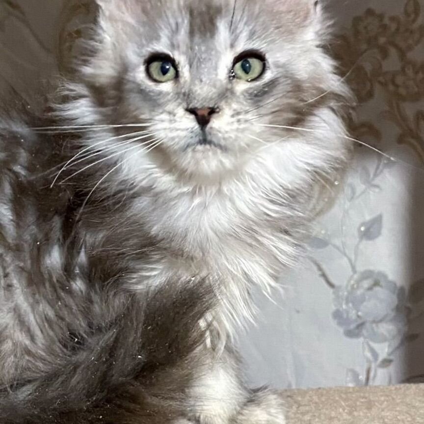 Девочка серебряная