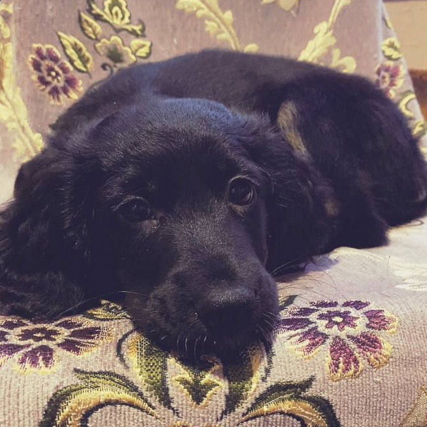 Кокер спаниель, щенок