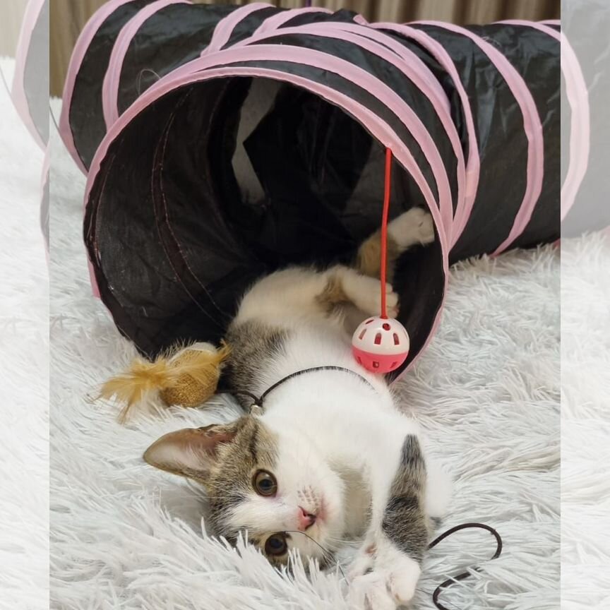 Котёнок в добрые руки