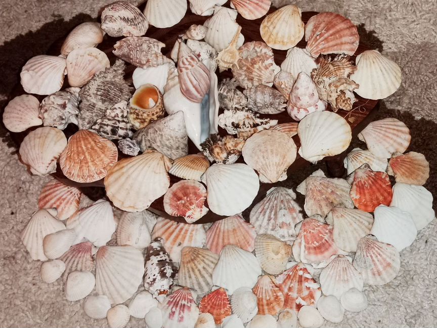 Ракушки для аквариума